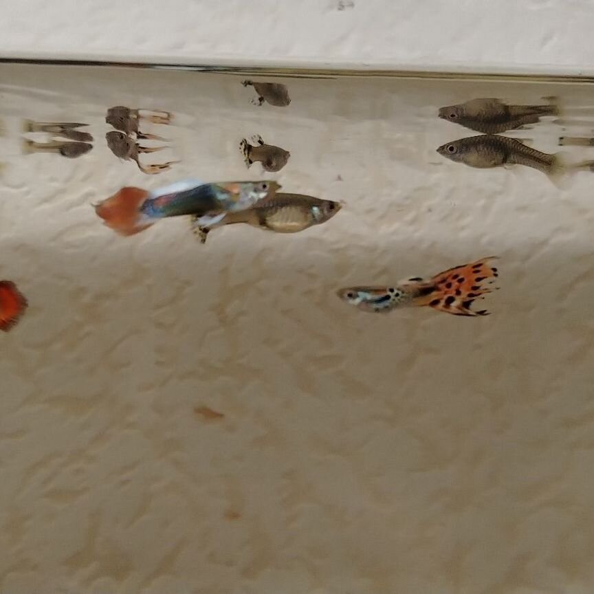 Рыбки гуппи