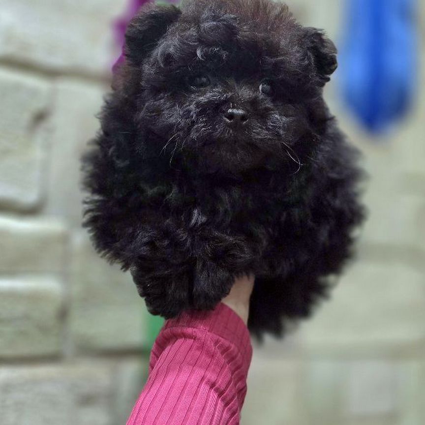 Мальтипу, щенок