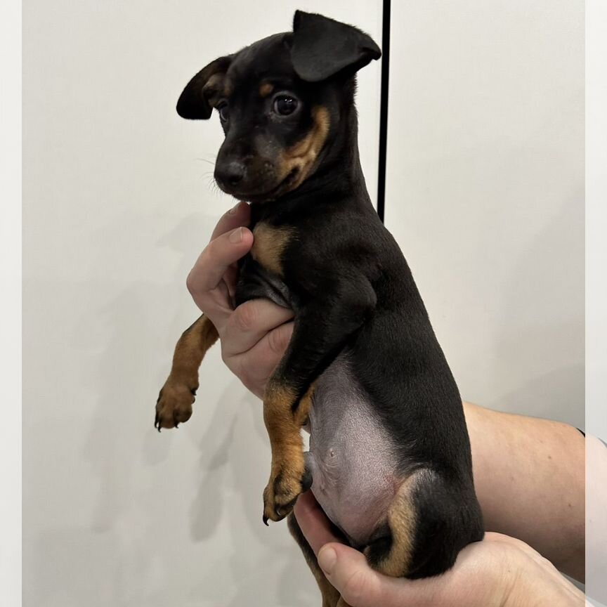 Русский той-терьер, щенок