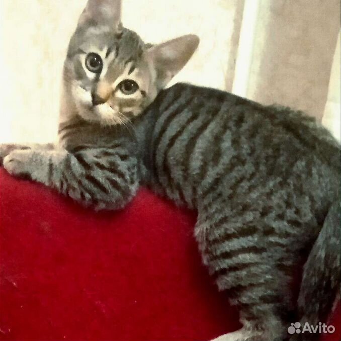 Чудесный серый полосатик,котя 3 мес