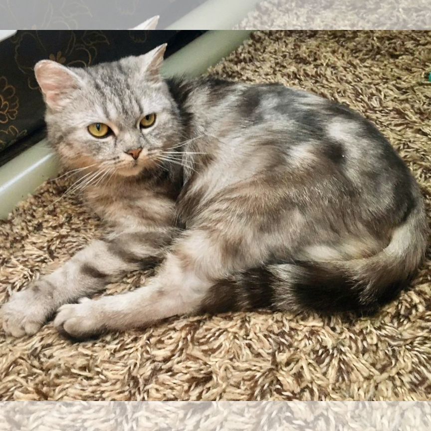 Кошечка ищет дом