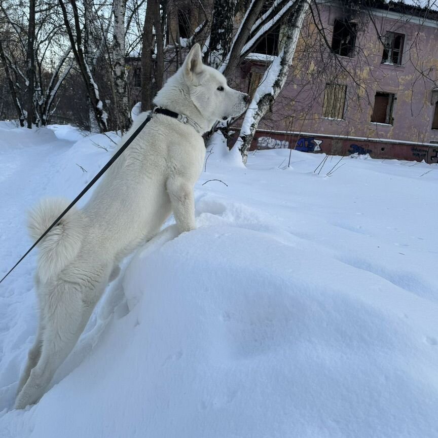 Американская акита вязка