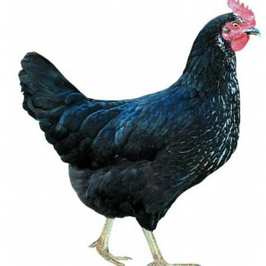 Инкубационное яйцо породистых кур