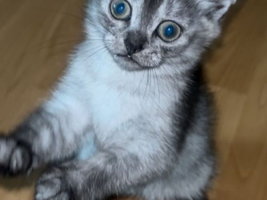 Шотландские котята