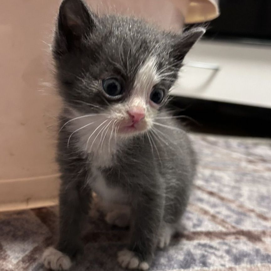 Котёнок в добрые руки