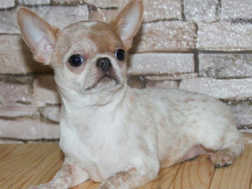 Чихуахуа super мальчик