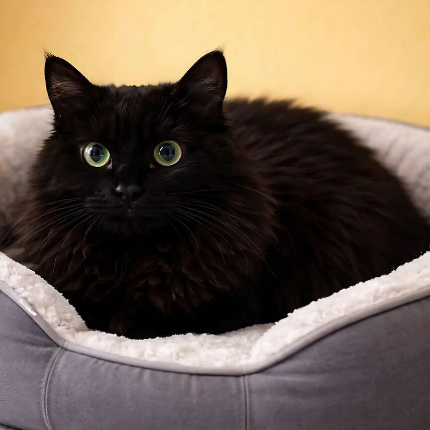 Взрослый кот в добрые руки