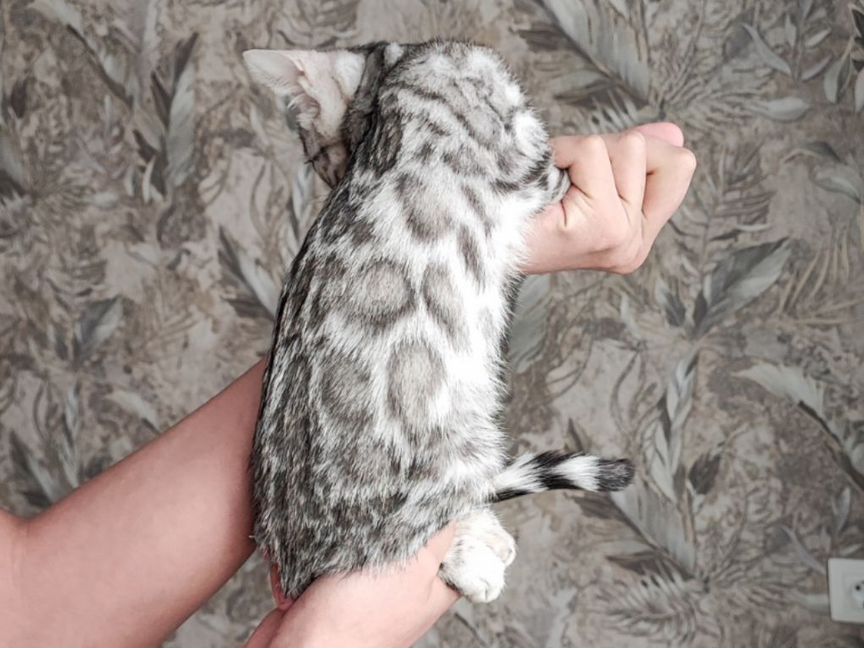 Бенгальские котята в серебряном окрасе