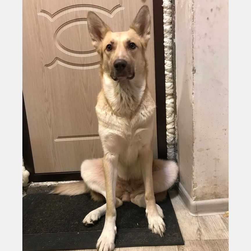 Отдам в добрые руки, девочка 7 лет, добрая