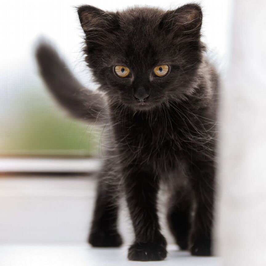Котенок в добрые руки