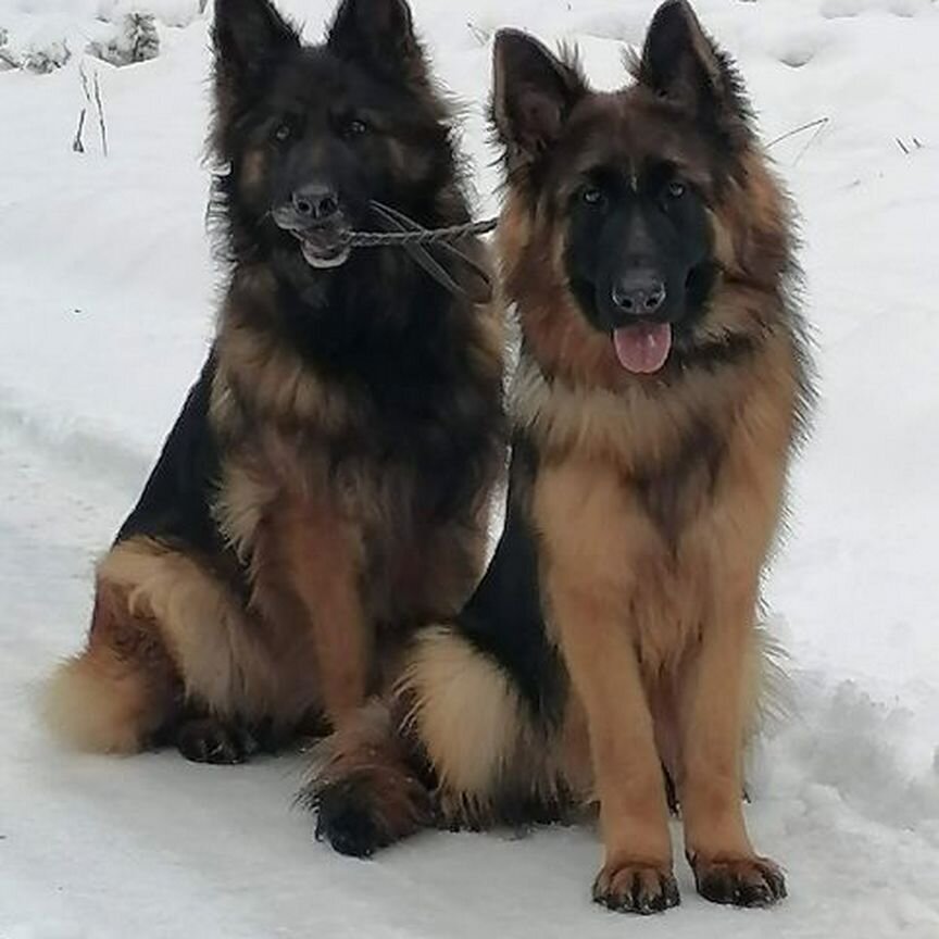 Немецкая овчарка, д-ш