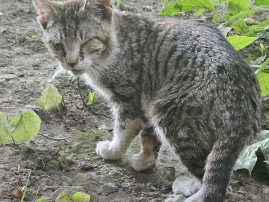 Погибает кот. Не можнт открыть глаза