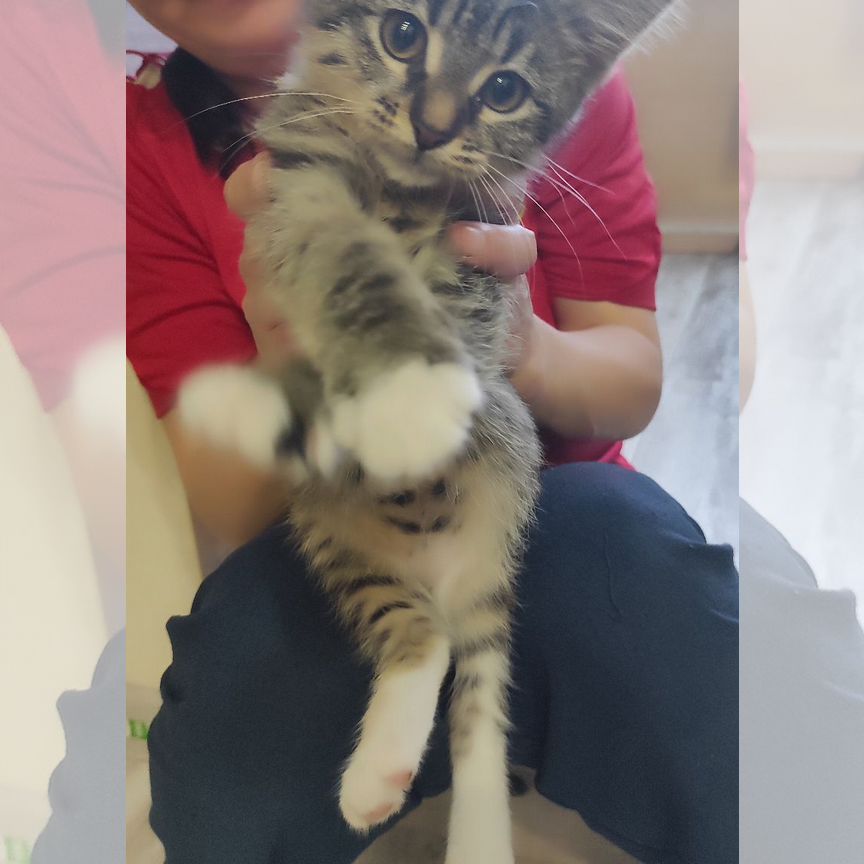 Котёнок породистый