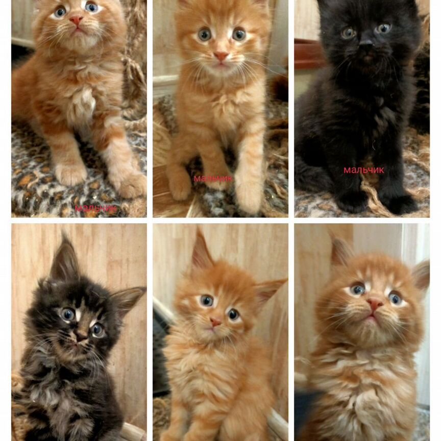 Котята мейн-кун