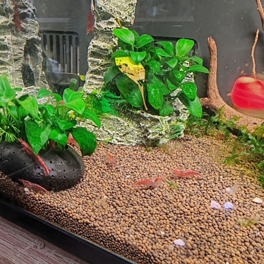 Аквариумные креветки