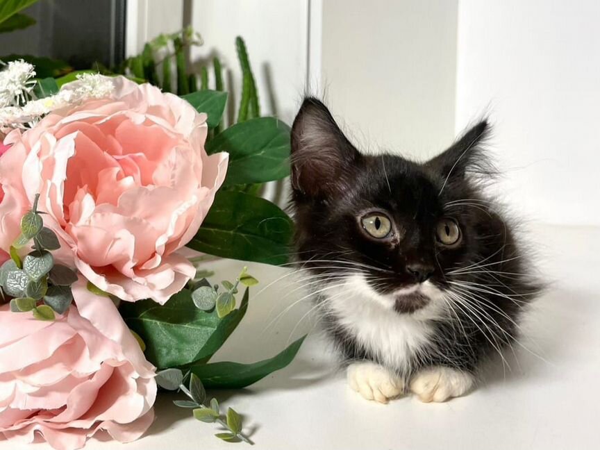 Черно-белый котенок ищет дом