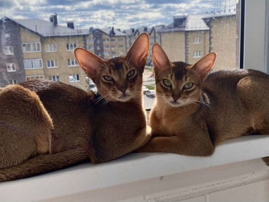 Абиссинская кошка