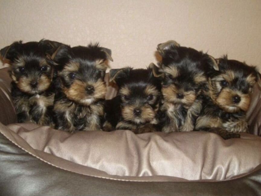 Щенки йоркширского терьера