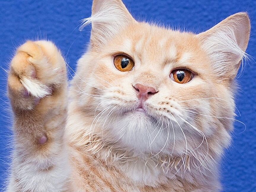 Не котик, а настоящий персик