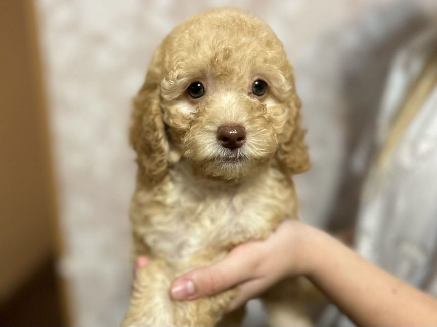 Щенки карликового пуделя