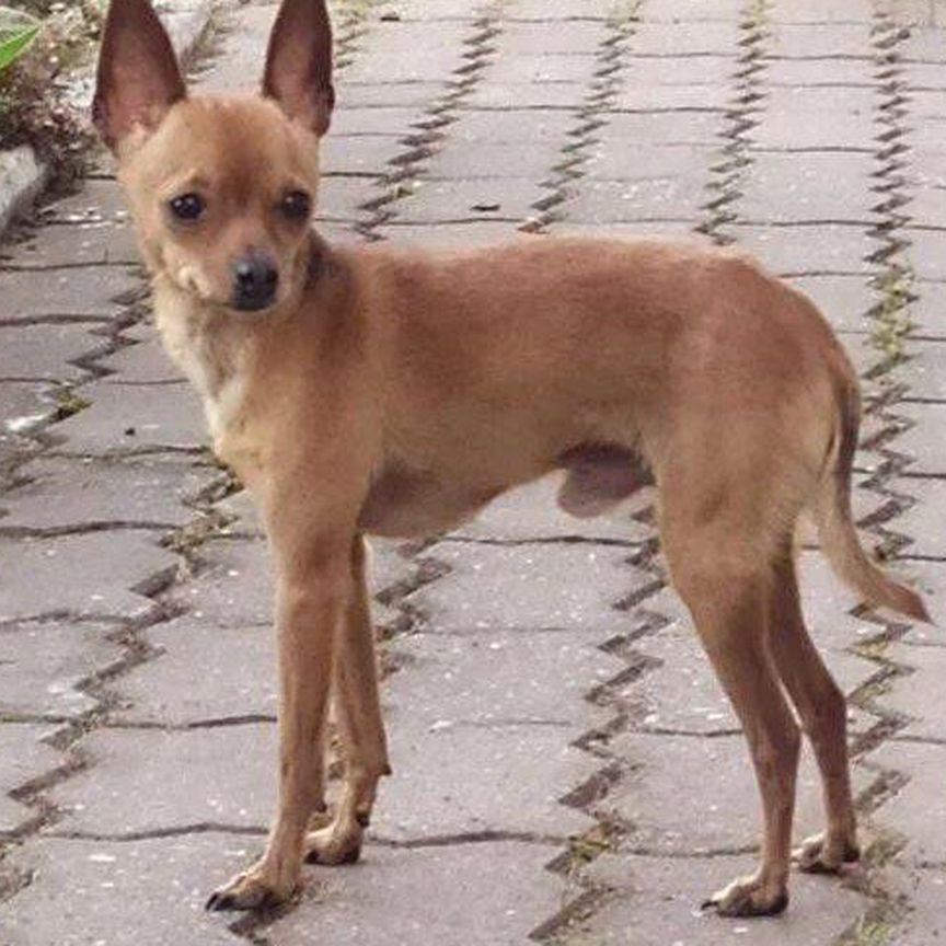 Русский той-терьер, взрослый пёс