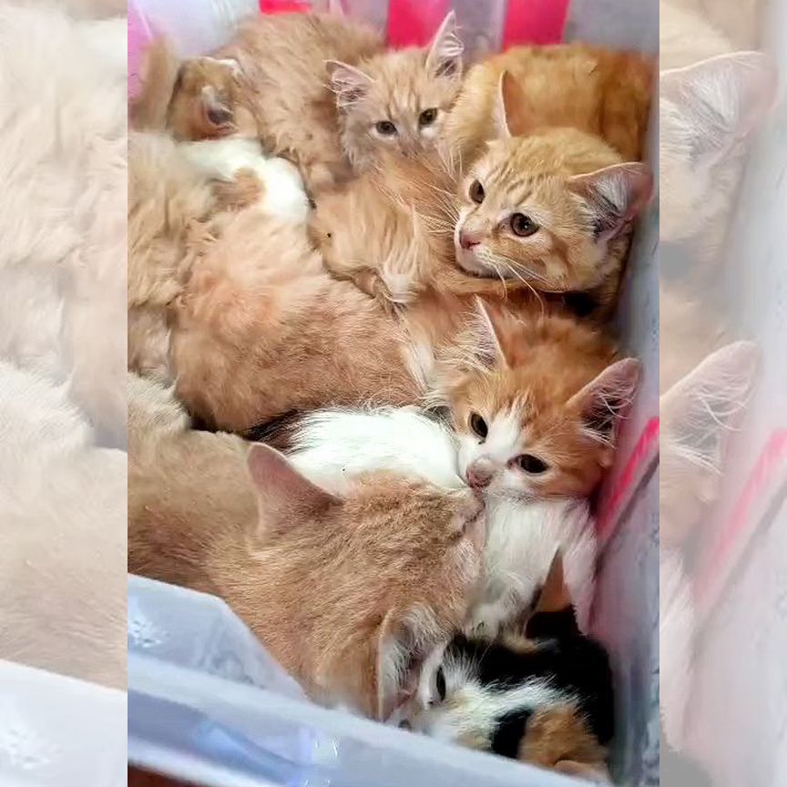 Котёнок в добрые руки