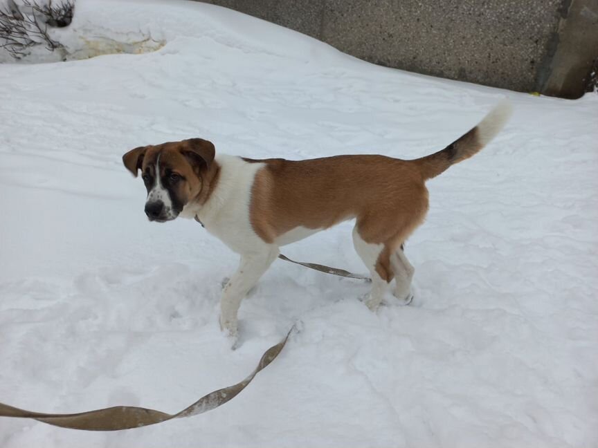 Шикарная собака в добрые руки