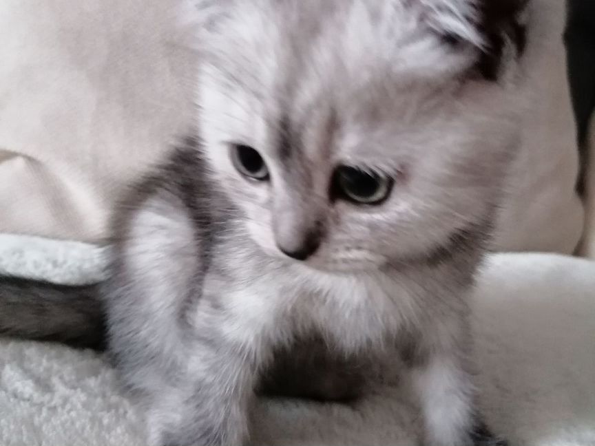 Котенок
