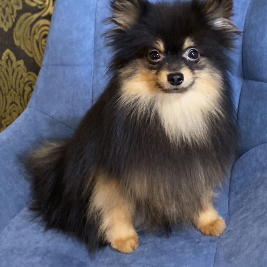 Мини шпиц мальчик