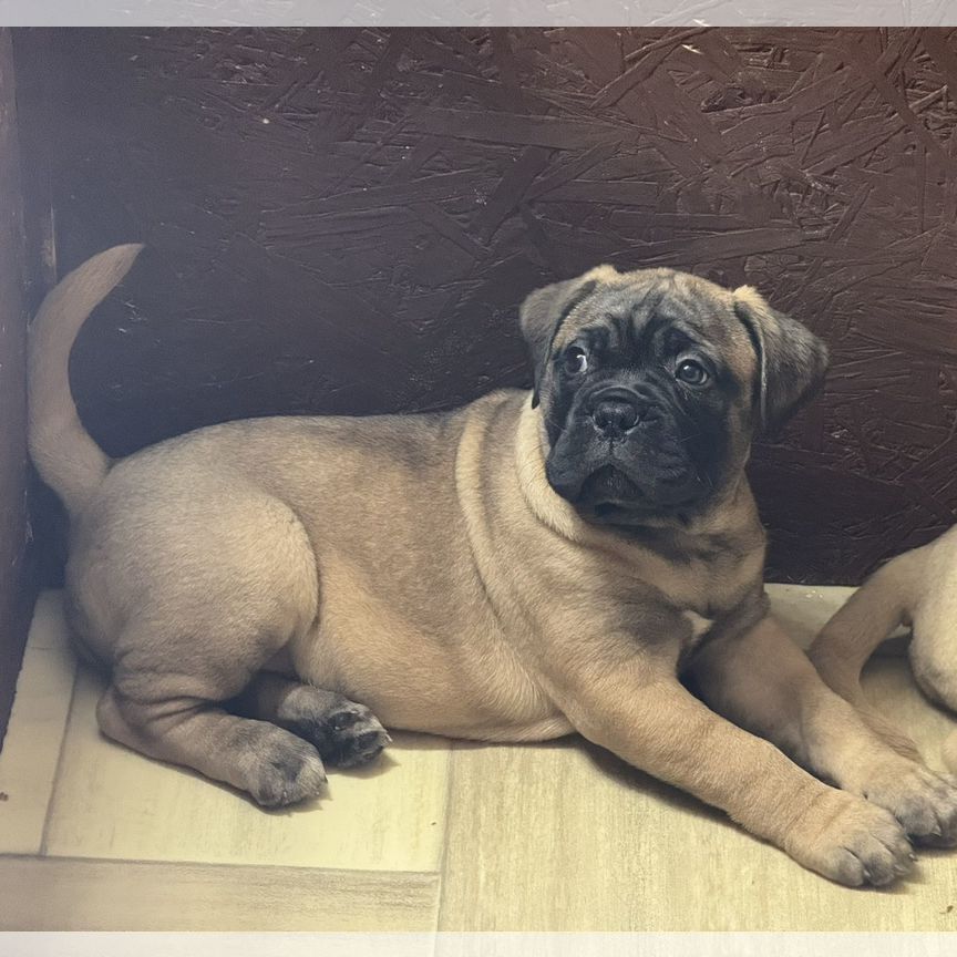 Девочка бульмастифочка