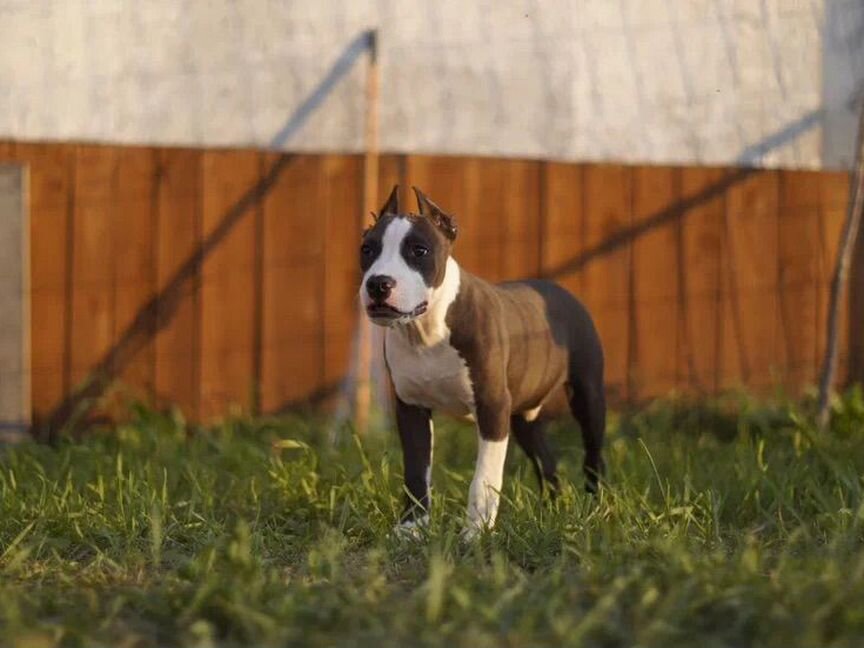 Стаффордширский терьер