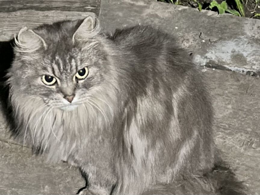 Сибирский кот бесплатно