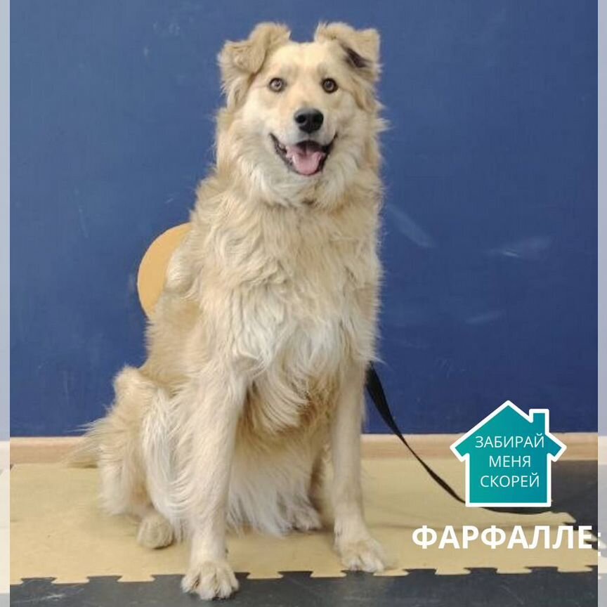 Взрослая собака в добрые руки