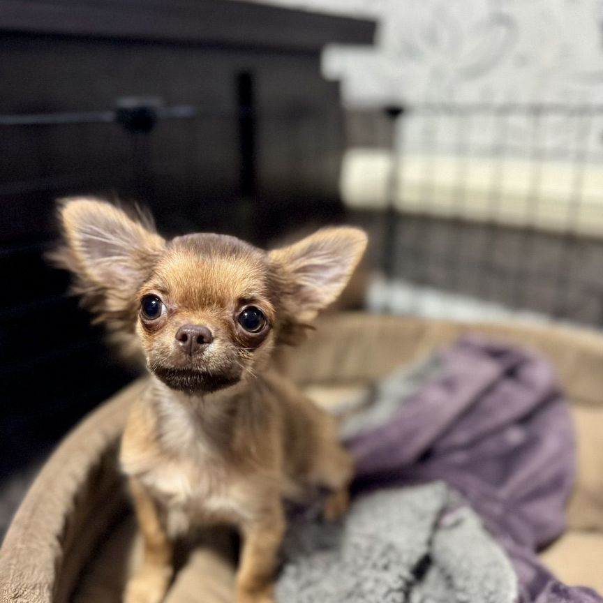 Девочка Чихуахуа