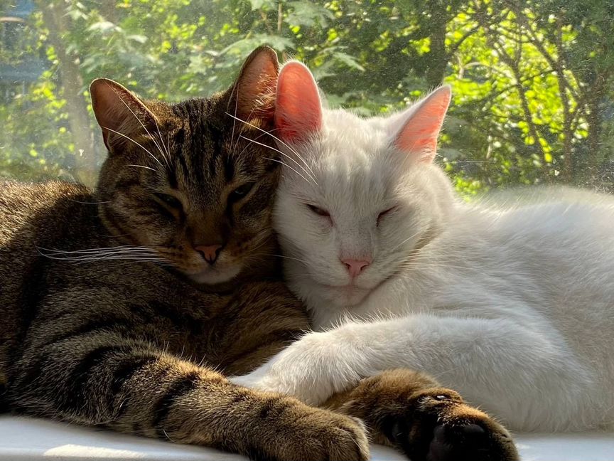Котики неразлучники