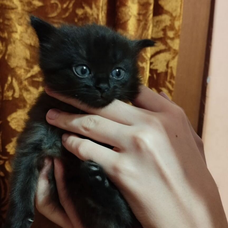 Девочка ищет хозяйку