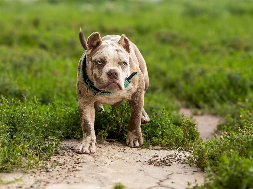 Американский булли