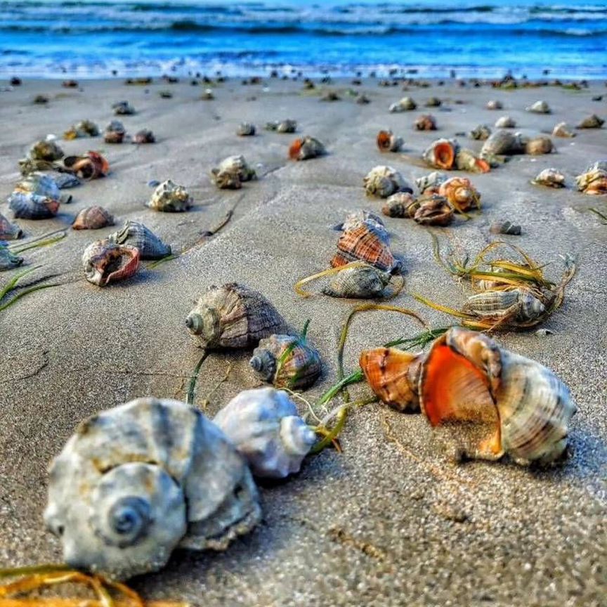 Ракушки рапанов