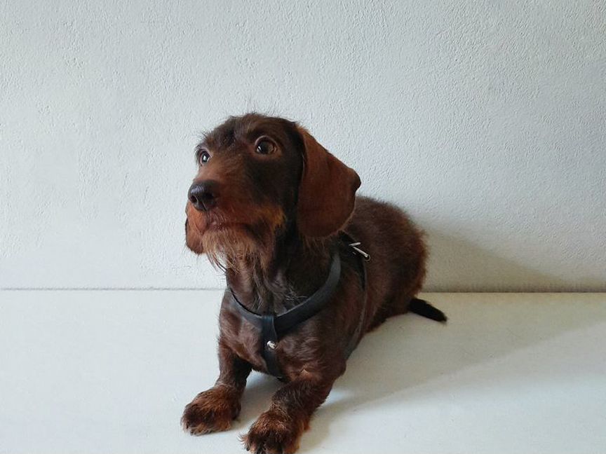 Ошейник-шлейка для собак и кошек