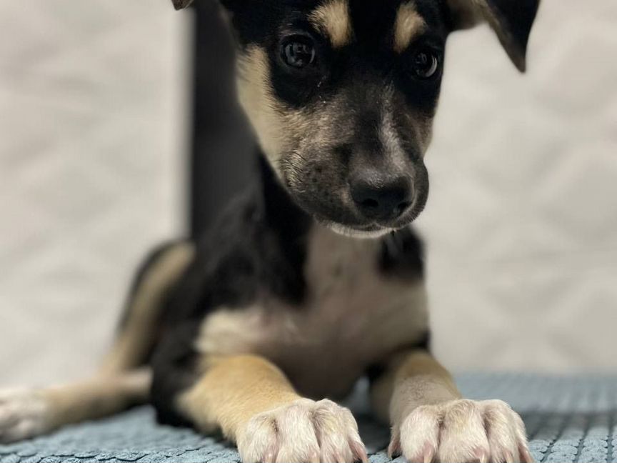 Щенок Масяня в добрые руки