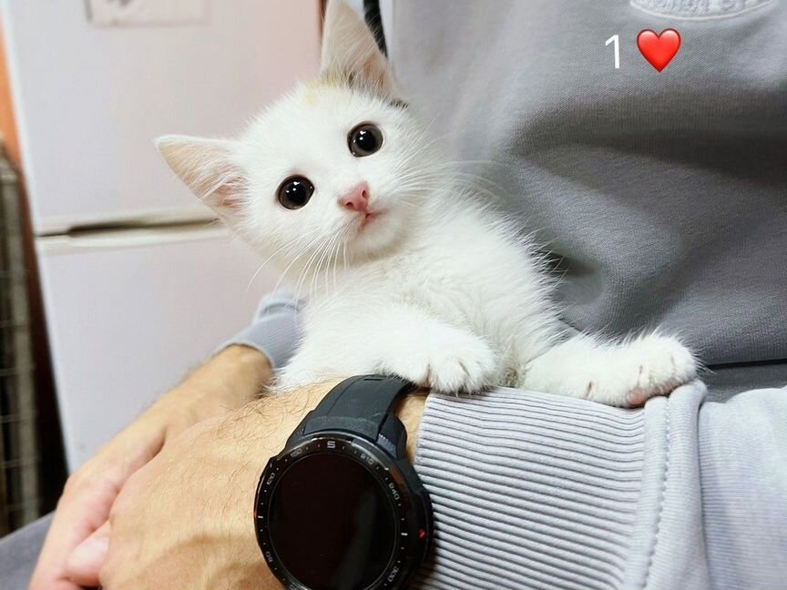 Белые трехцветные котята в добрые руки