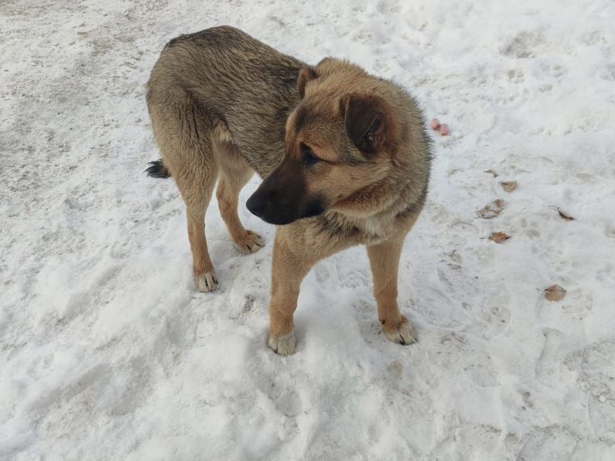 Собака в добрые руки