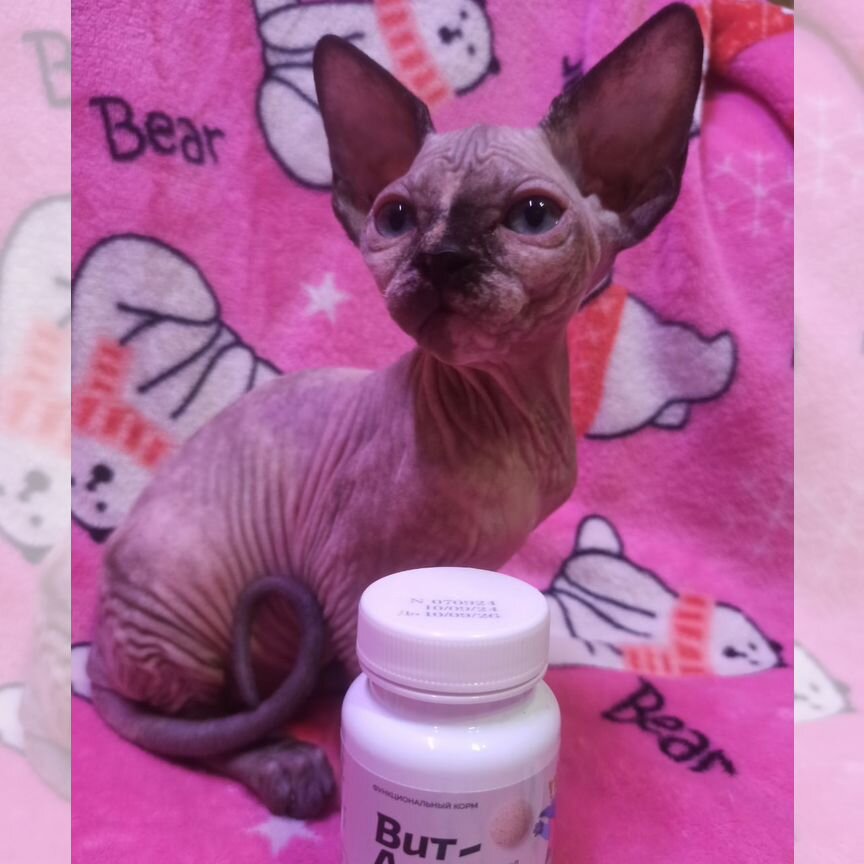 Канадский сфинкс котёнок