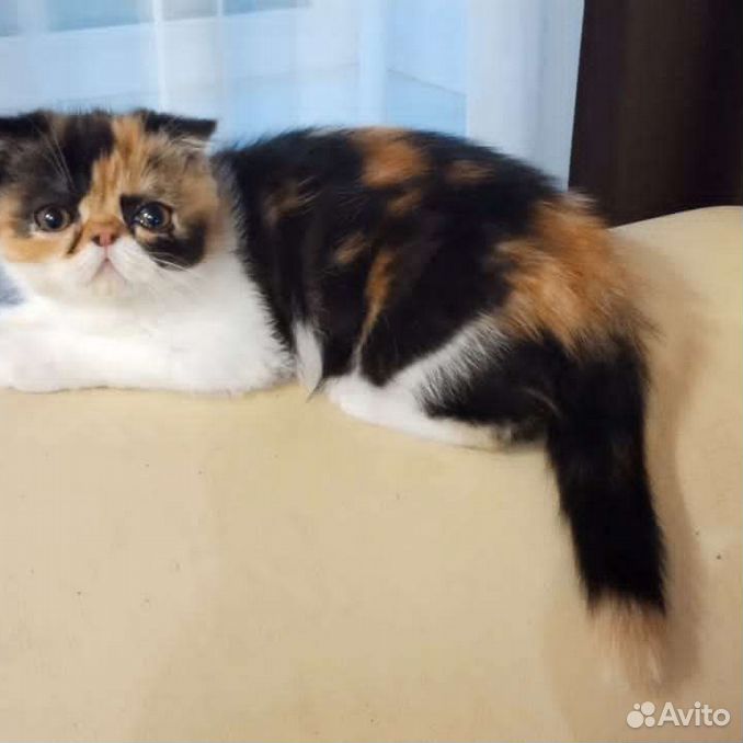 Экзотическая кошечка