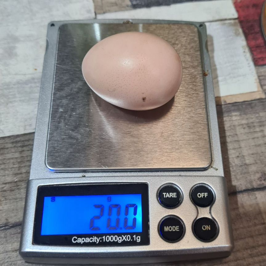 Инкубационное яйцо малазийская серама