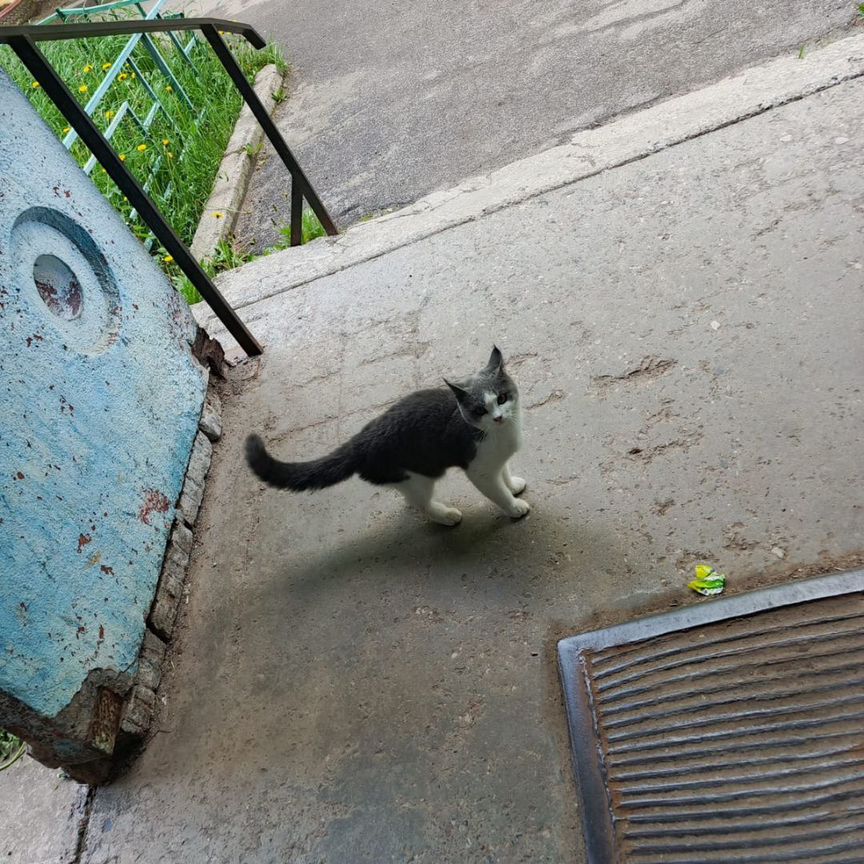 Котёнок в добрые руки