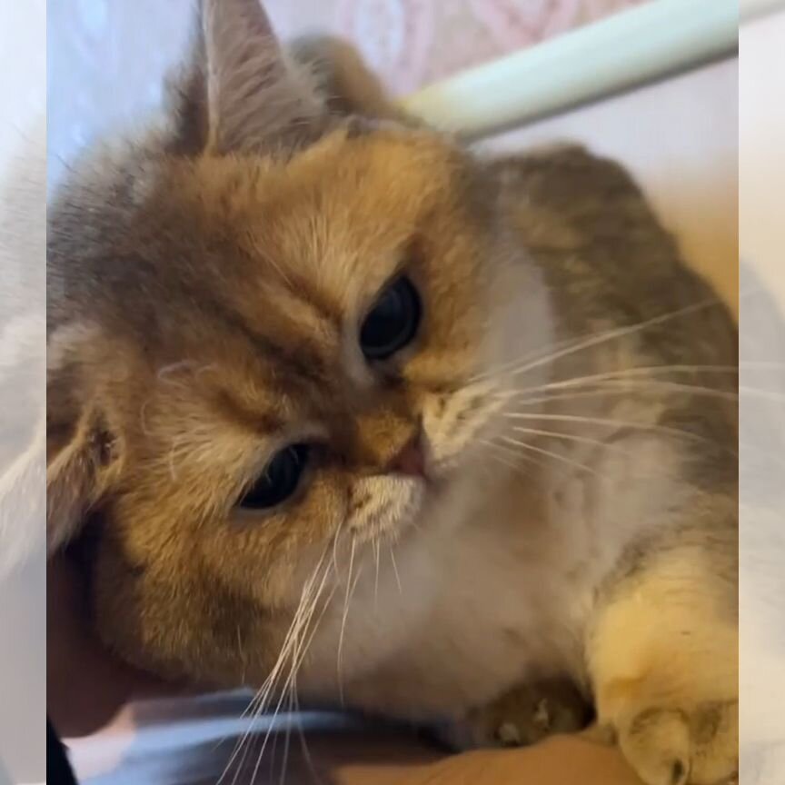 Продается подрощенный котик золотая шиншилла