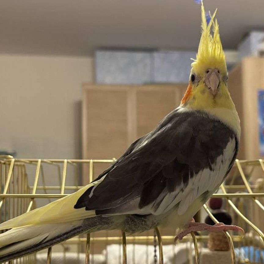 Попугай корелла