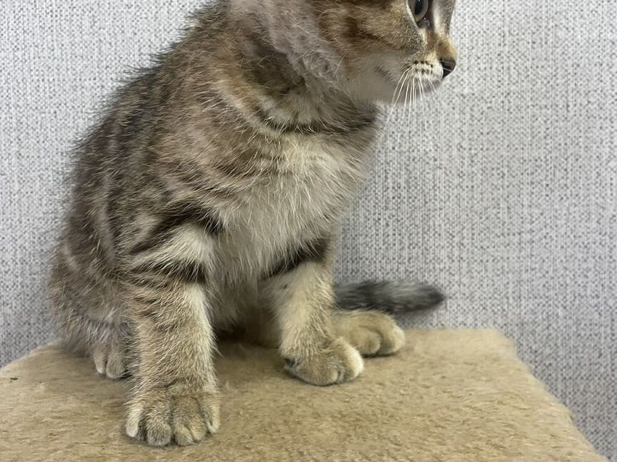 Шотландская кошка