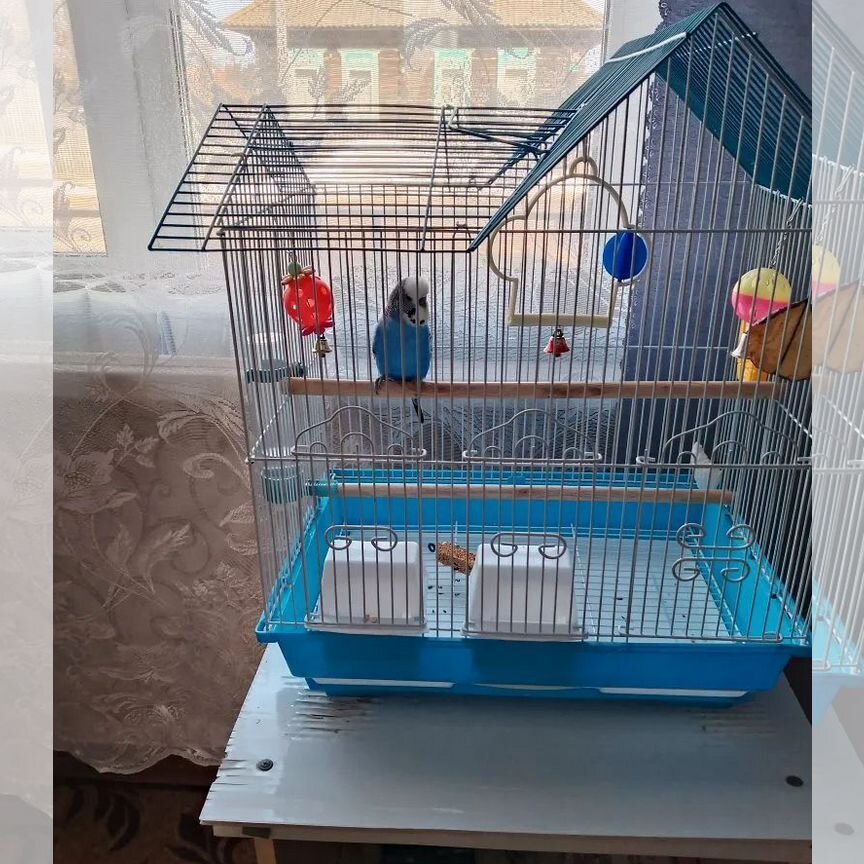 Волнистый попугай с клеткой